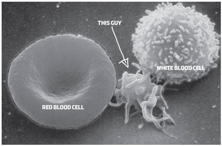 What are platelets and why do we need them? - We Are Blood